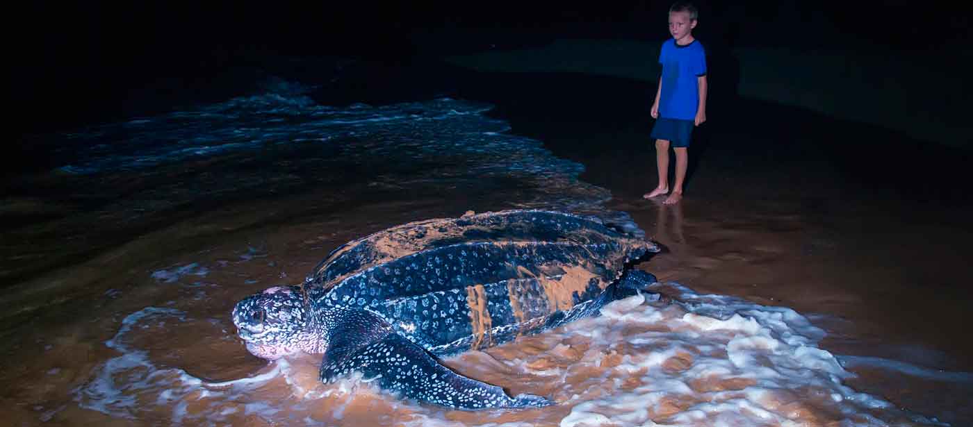 Turtle Watching (Seasonal) - Tobago Taxi & Tours